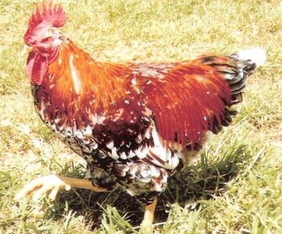 Roots 'n' Shoots: January 2012