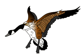 Animation Bundle: Birds Animations Bird Gifs and Birds Clipart All at ...