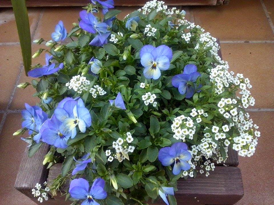 Blog de Dorisalon: MAYO FLORIDO