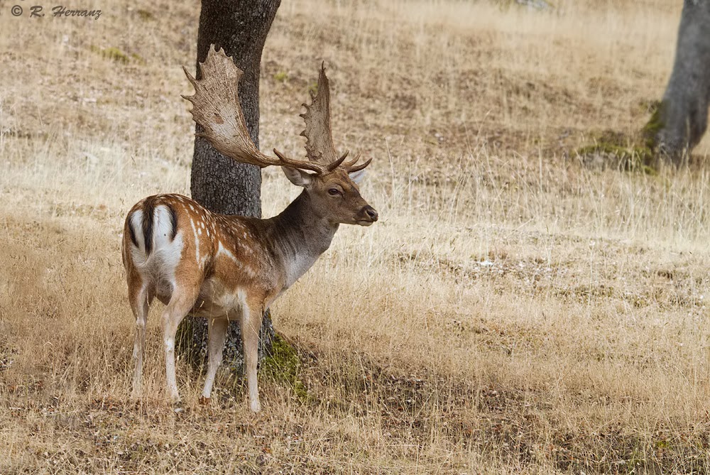 fotosricardo-h: GAMO I - Fallow deer I