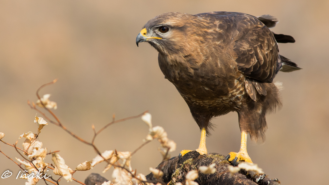 Nosoloaves - Aves del mundo (Birds of the world): Curiosidades de ...