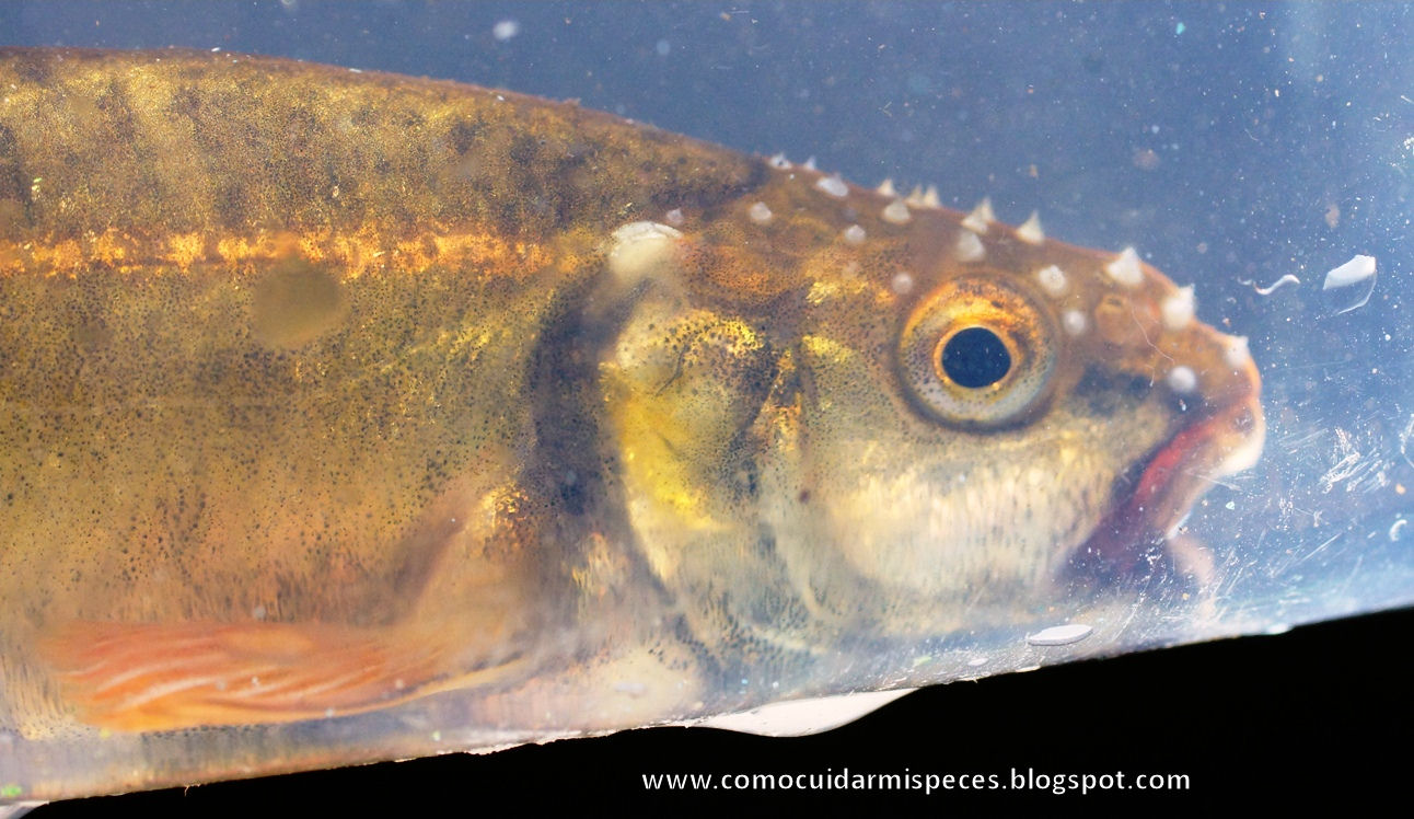 Piscardo - Phoxinus Bigerri o Phoxinus phoxinus