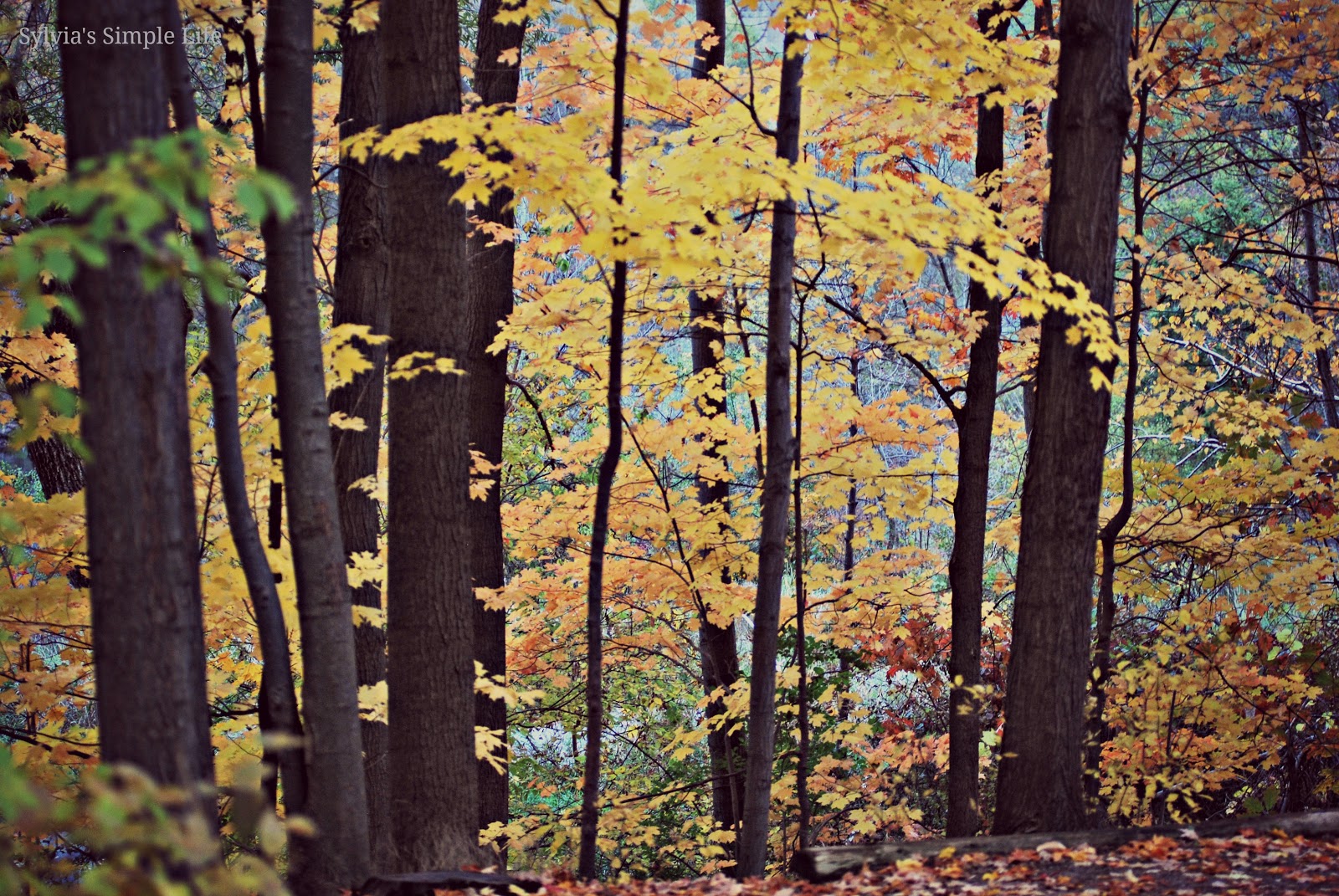 An Autumn Walk, Pumpkins ... and Something More | Sylvia's Simple Life