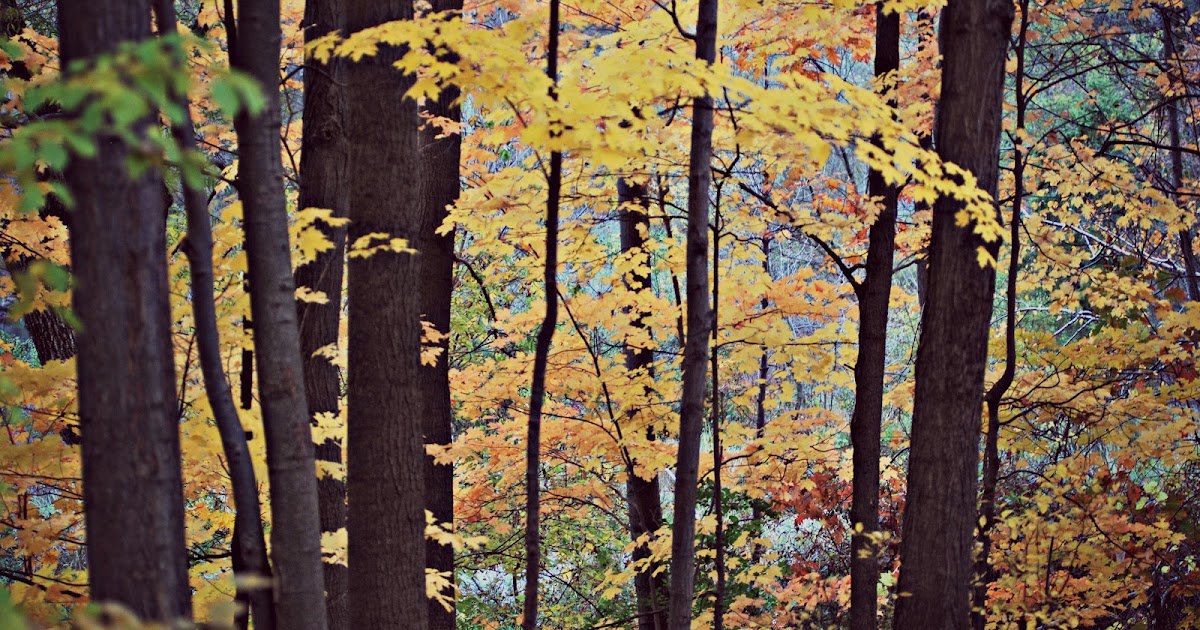 An Autumn Walk, Pumpkins ... and Something More | Sylvia's Simple Life