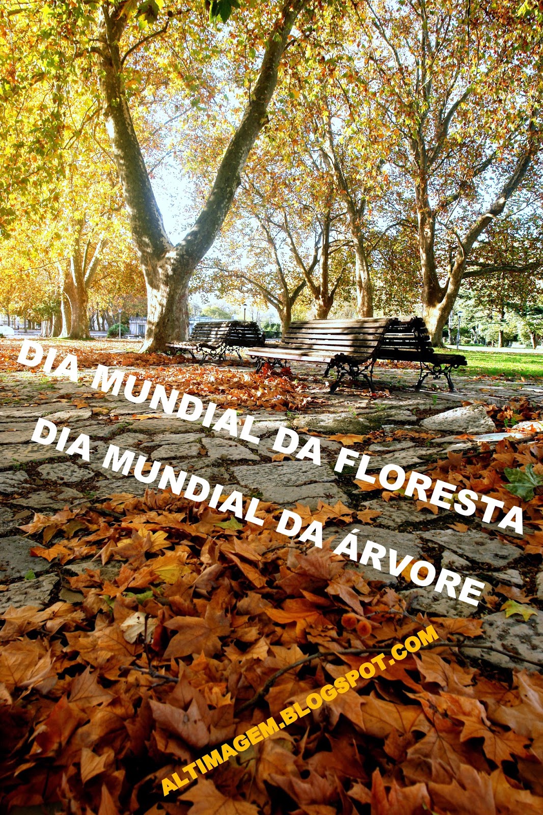 Altimagem: Dia Mundial da Floresta, Dia Mundial da Árvore
