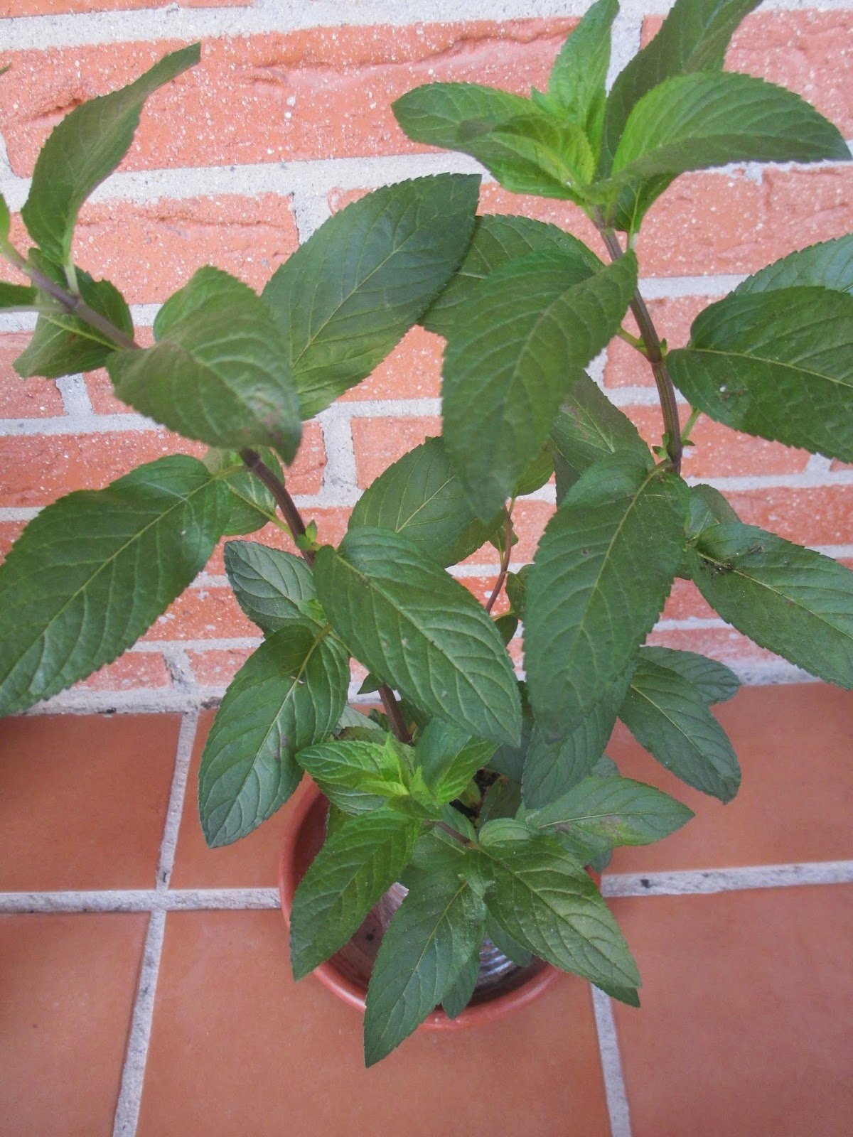 La Mar de VeRde: MENTHA PULEGIUM O POLEO MENTA