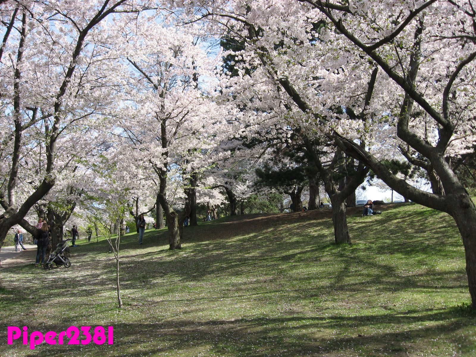 Piper2381: Toronto High Park Sakura Trees