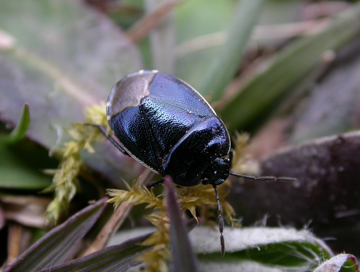 The Lyons Share: First record of rare shield bug for East Sussex!