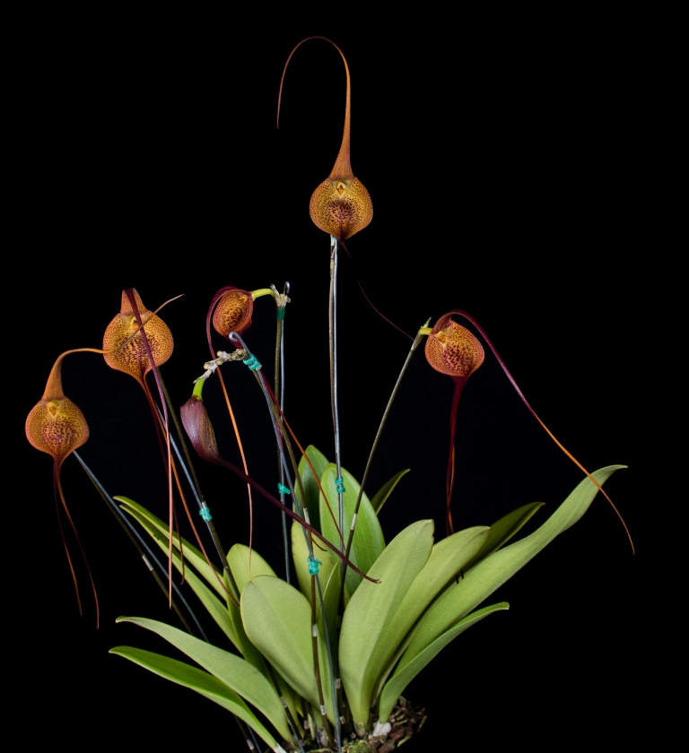 Masdevallia regina care and culture | Travaldo's blog