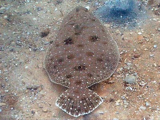 Flounder | Fish Fact and Photos | The Wildlife