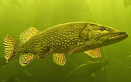 RIBOLOV U BiH: Štuka (Esox lucius)