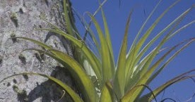 Epiphyte plants | Facts About All