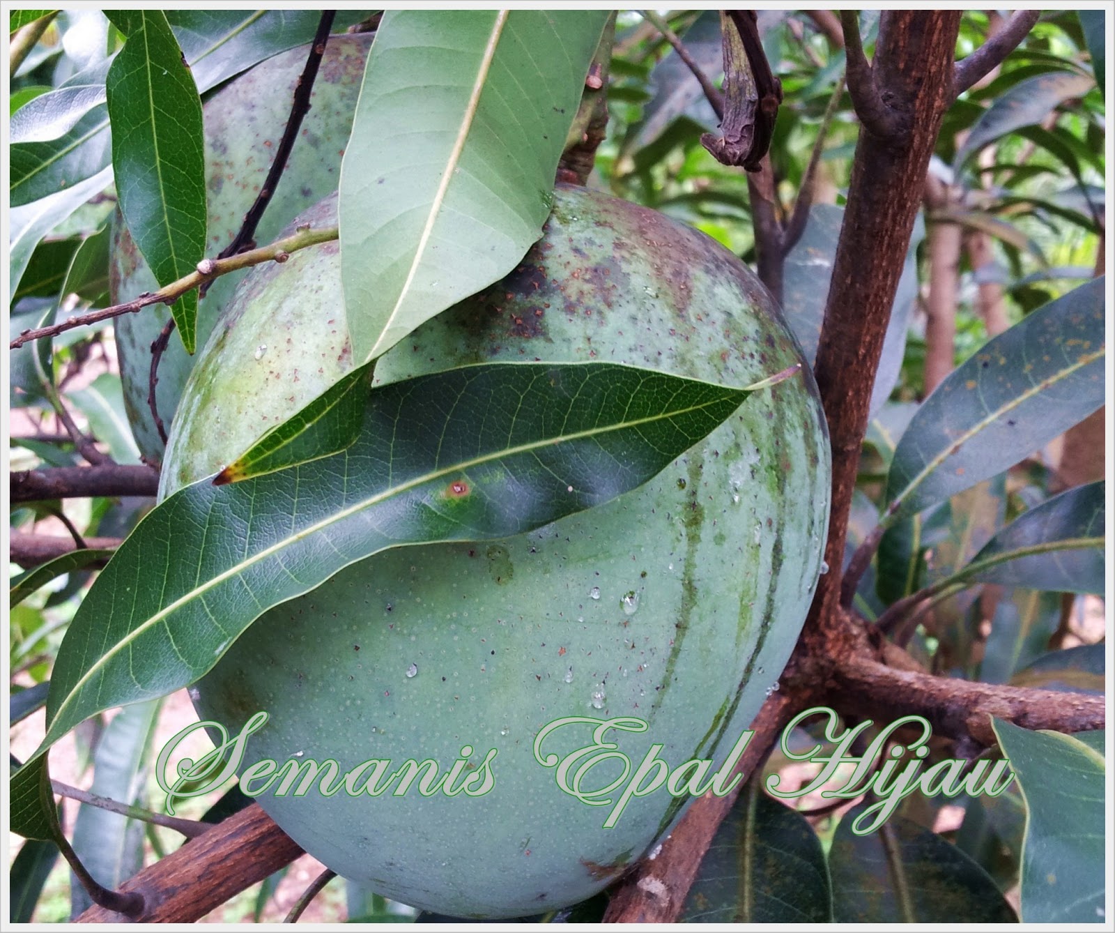 Semanis Epal Hijau..***: Mempelam -inilah hasilnya...