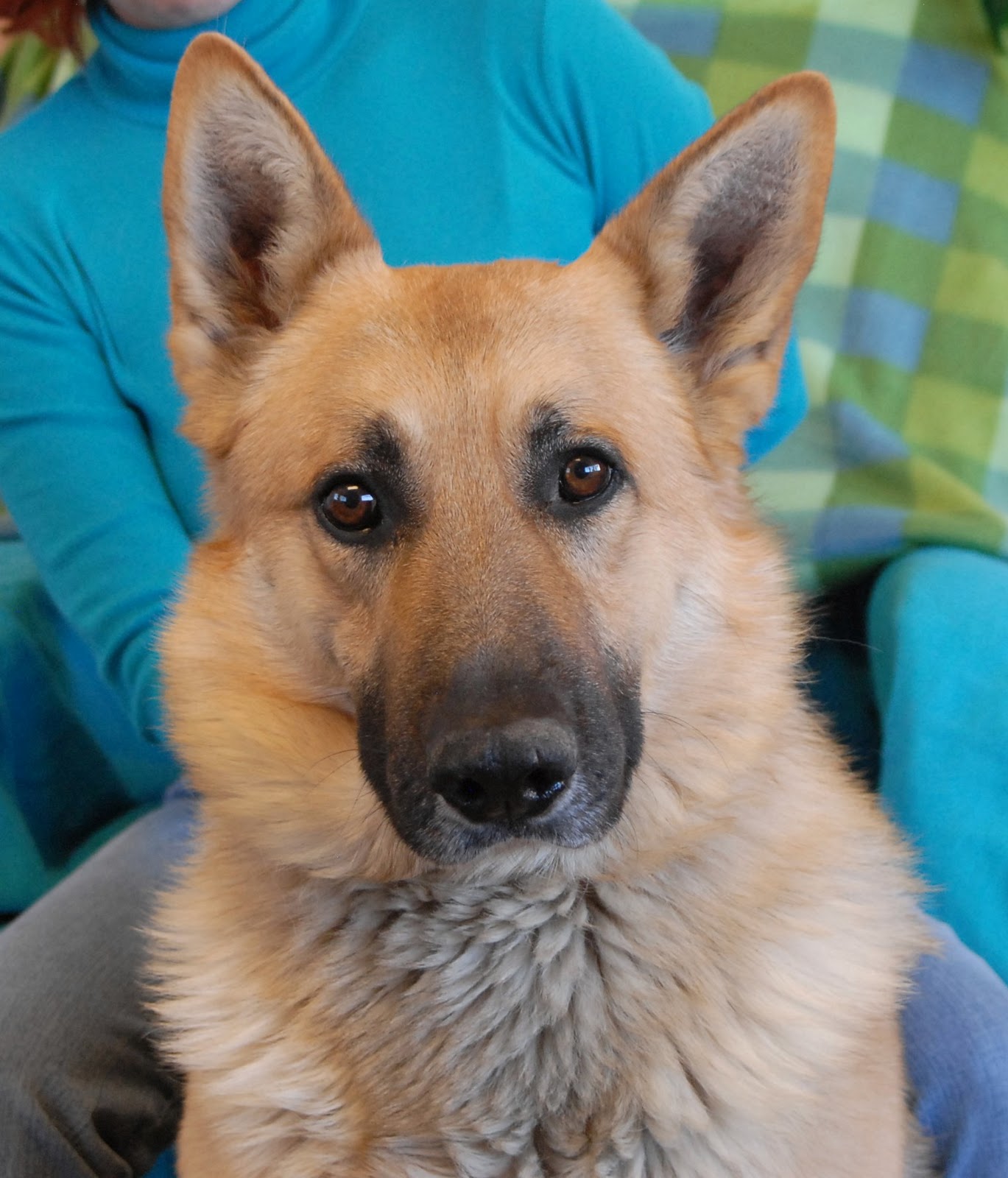 Kane is a handsome young German Shepherd with unconditional devotion.