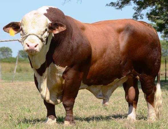 SAPI METAL ATAU SIMMENTAL