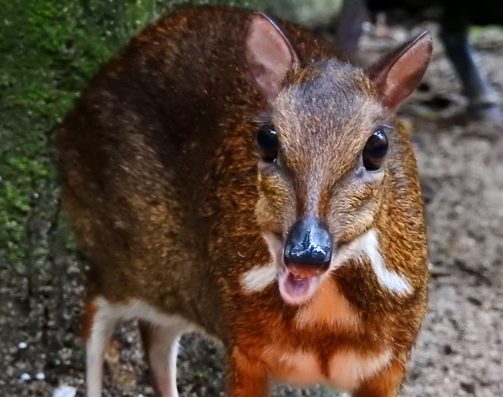 BIRDWALKERMONDAY: 28-11-2016 JURONG, SINGAPORE - LESSER ORIENTAL ...