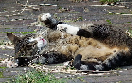 The Presurfer: The Rolling Of Domestic Cats