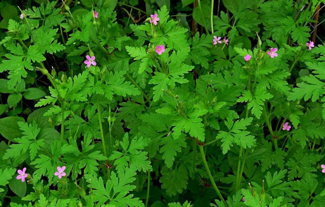 r o b i n 's y a r d: Geranium purpureum