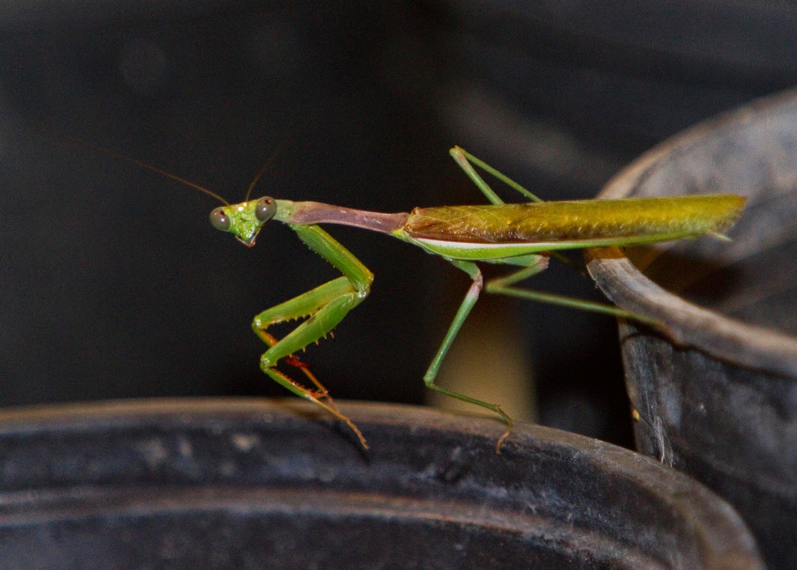 NatureWatch: Prophets and Phantoms