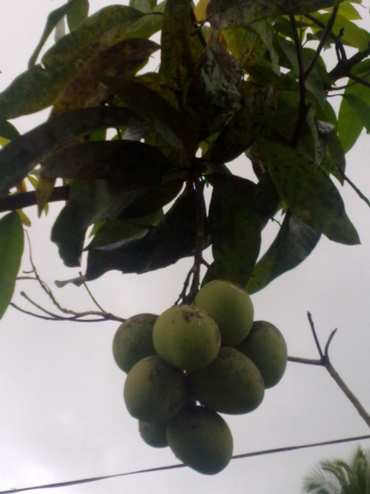 PaNaMaRaM pics | Xclusive PicS of PaNaMaRaM