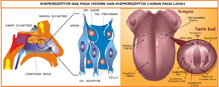 Alfiah Wulandari: Hubungan antara indera penciuman dengan indera pengecapan