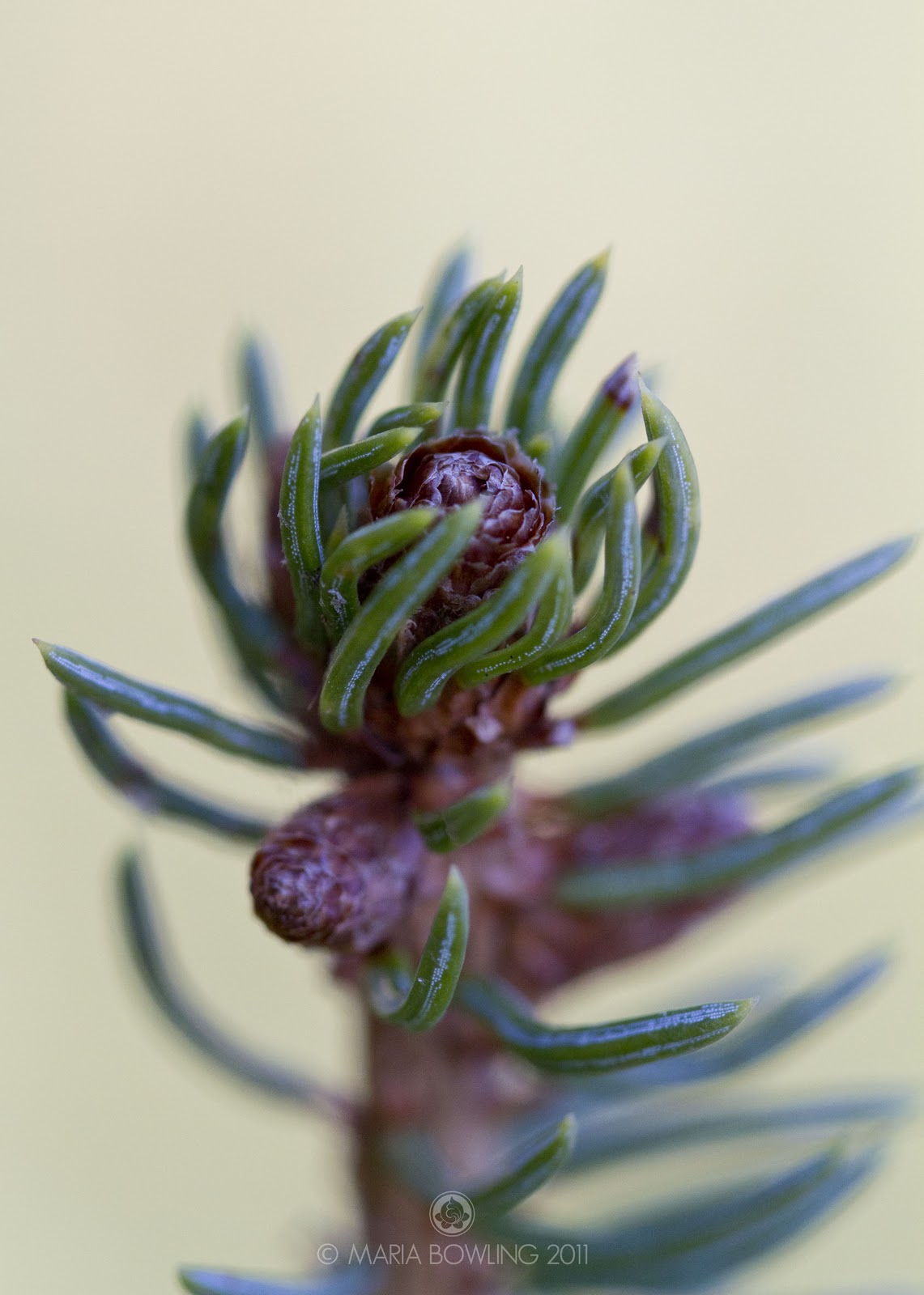 Pretty Medicine : In Praise of Spruce