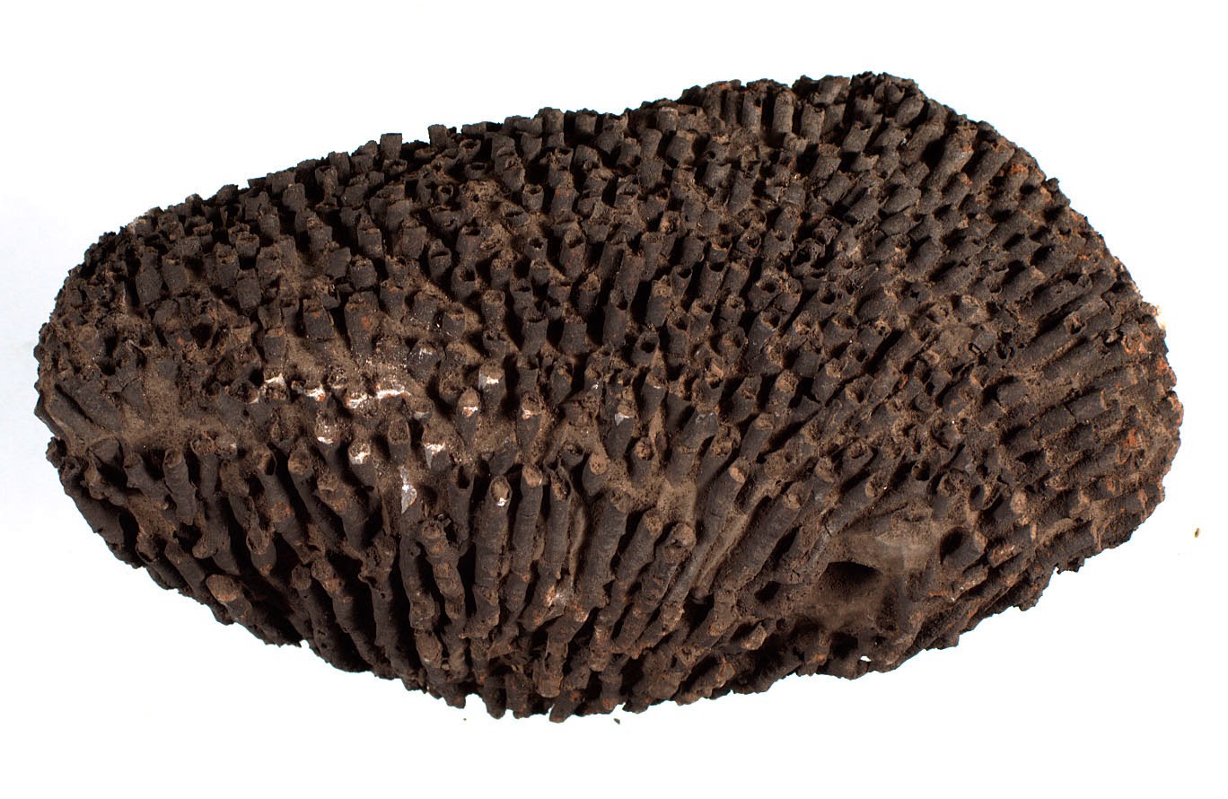 Variety of Life: Lithostrotionidae