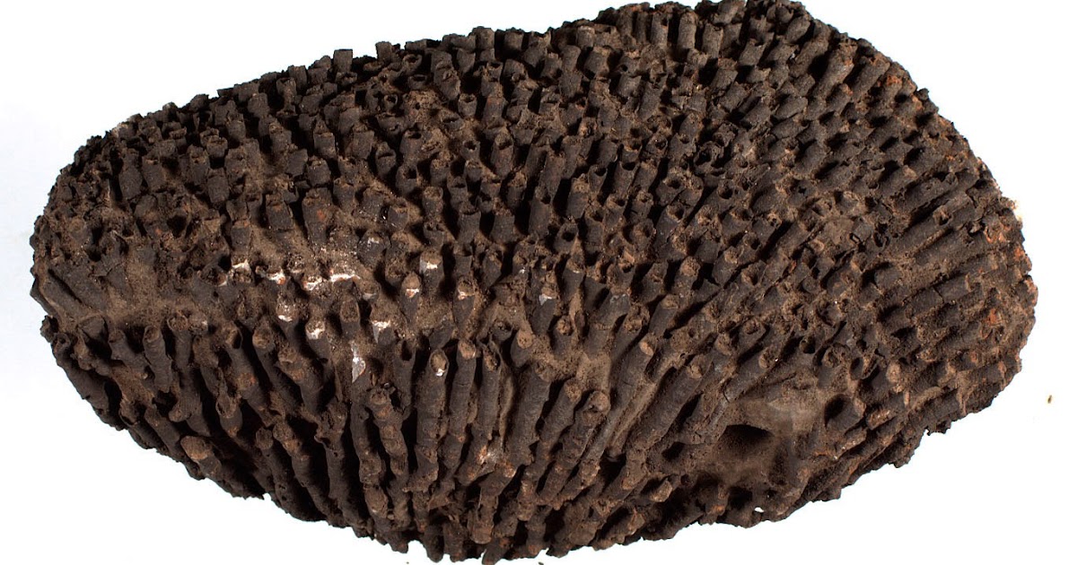 Variety of Life: Lithostrotionidae