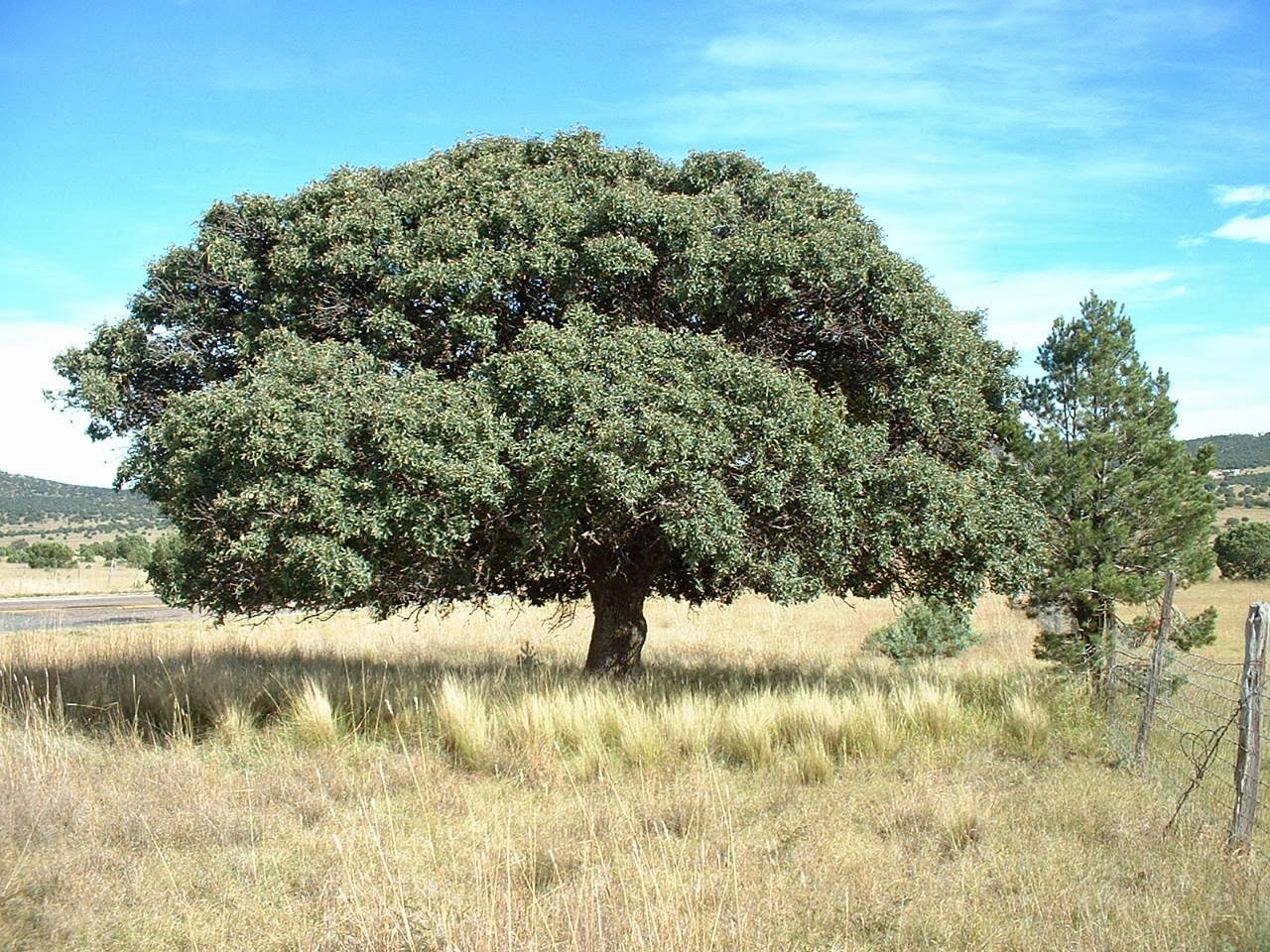 Give an Oak Tree For Christmas and Save 25%!