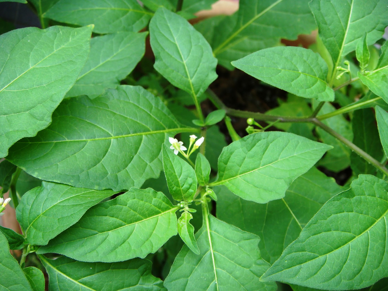 SAMBUNG-MENYAMBUNG ﺴﺎﻤﺒﻭڠ۔ﻤﭙﺎﻤﺒﻭڠ Hanya Sulap: Tumbuh-tumbuhan Sabah