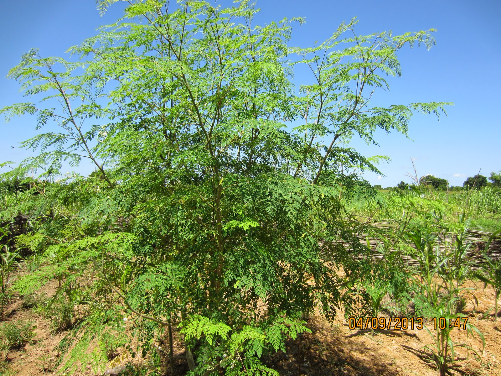 Moringa Tree: How to Grow and Care for Moringa Plants