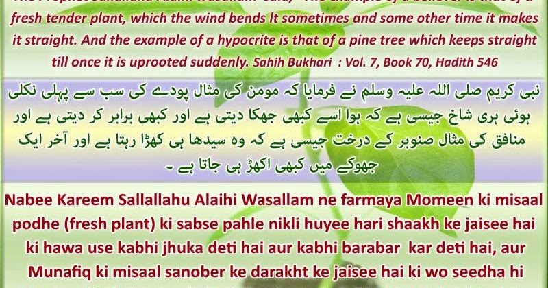 Only-Quran-Hadith: Hadith: Momeen ki misaal podhe (fresh plant) ke ...