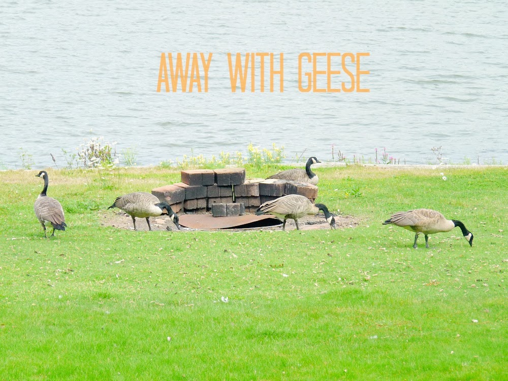Away with Geese | Dans le Lakehouse