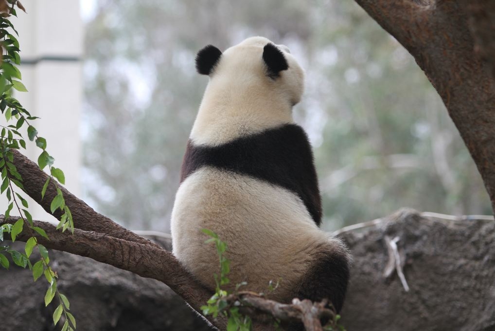 Animal News of the World: Philosopher Panda