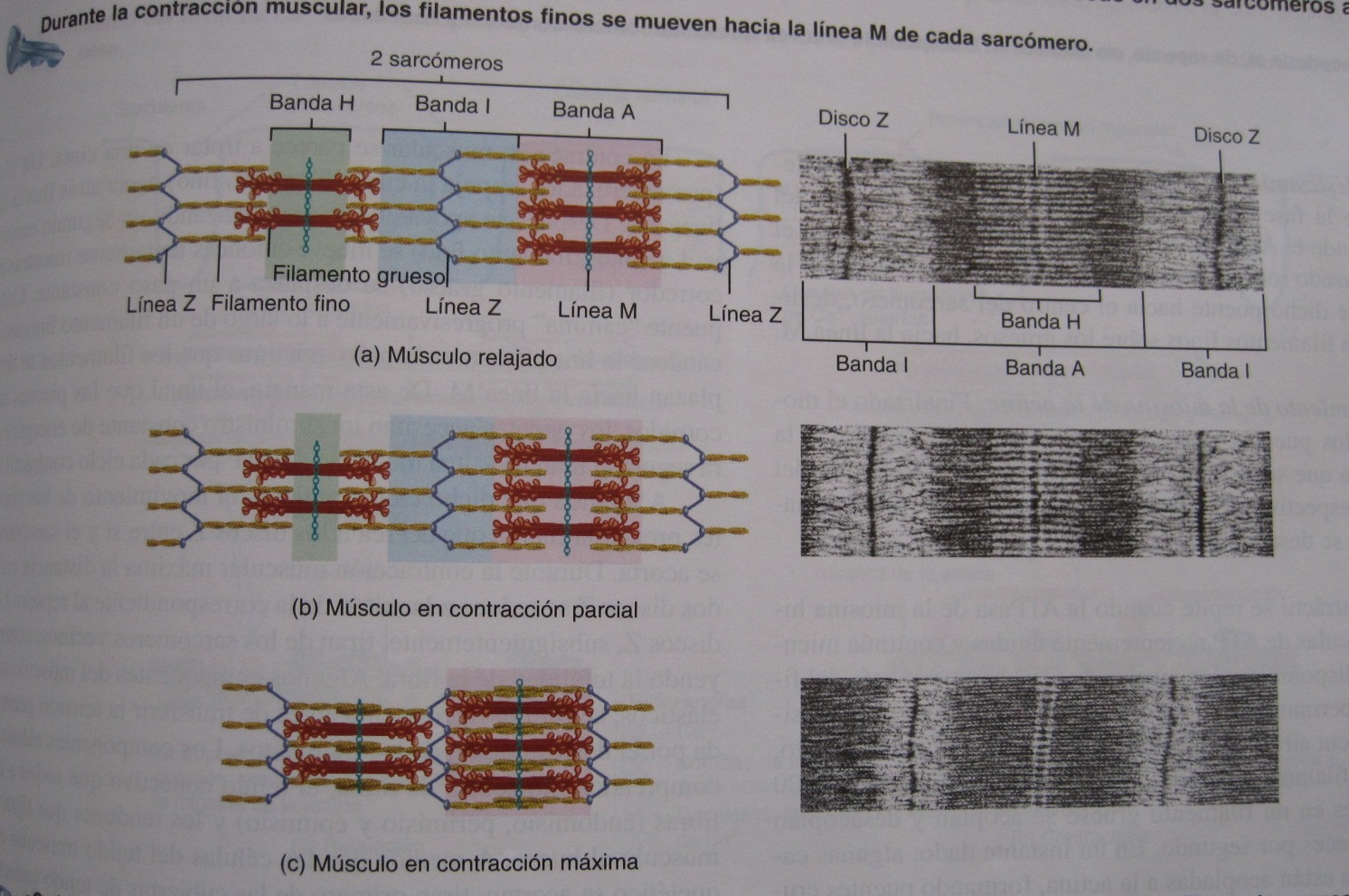 Bailaoras°°°: Sistema muscular