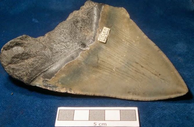 Τέχνης Σύμπαν και Φιλολογία: Ο «πρωτότυπος» καρχαρίας. Ozarcus mapesae ...