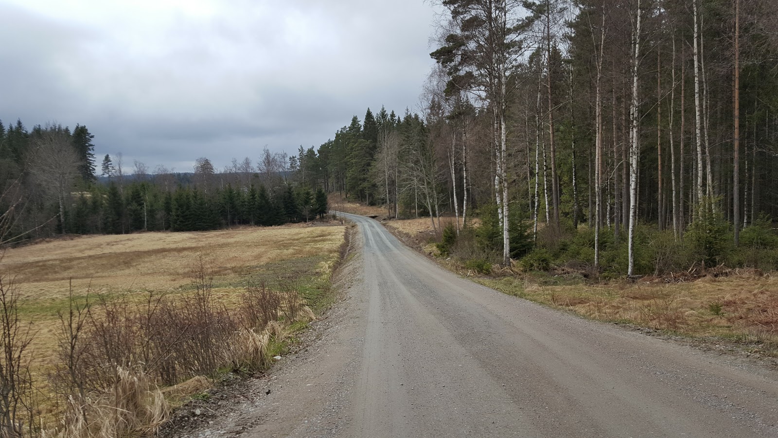 Cesar and The Woods: Cesar's Guide to The Ed Loop