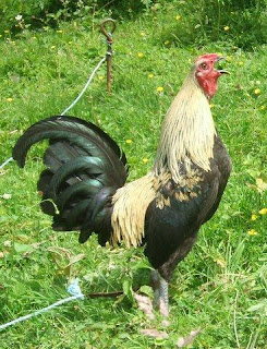 Breed Savers: Standard Old English Game Fowl