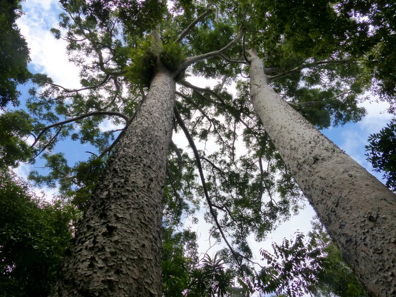 Ian Fraser, talking naturally: Conifers of the South; #2 the kauris ...