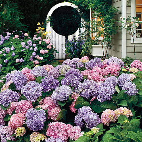 Home Design Magazines: 30 heavenly reasons why I love hydrangeas!