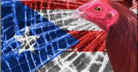 Los gallos famosos de Puerto Rico ~ Los Gallos de Peleas AJR