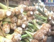 Tanaman Talas dan Jenis Talas Yang Umum di Budidayakan Serta Nama-nama ...