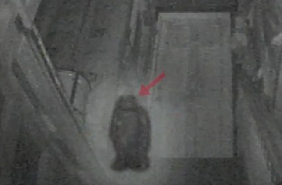 National Paranormal Association: Ghosts and Beer at Seattle Haunted ...