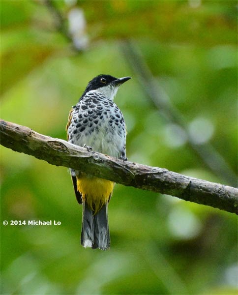 The rainforests of Borneo & Southeast Asia: Adventure at Maligan ...