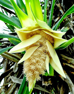 Graphics and Folk Assam: Flora & Plants