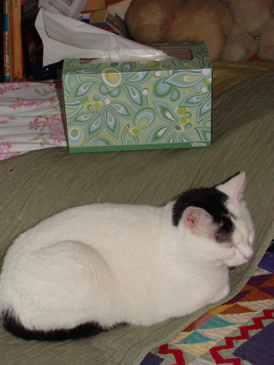 Days of a Sampler Lover: A finish, prizes, and a cat no longer a kitten