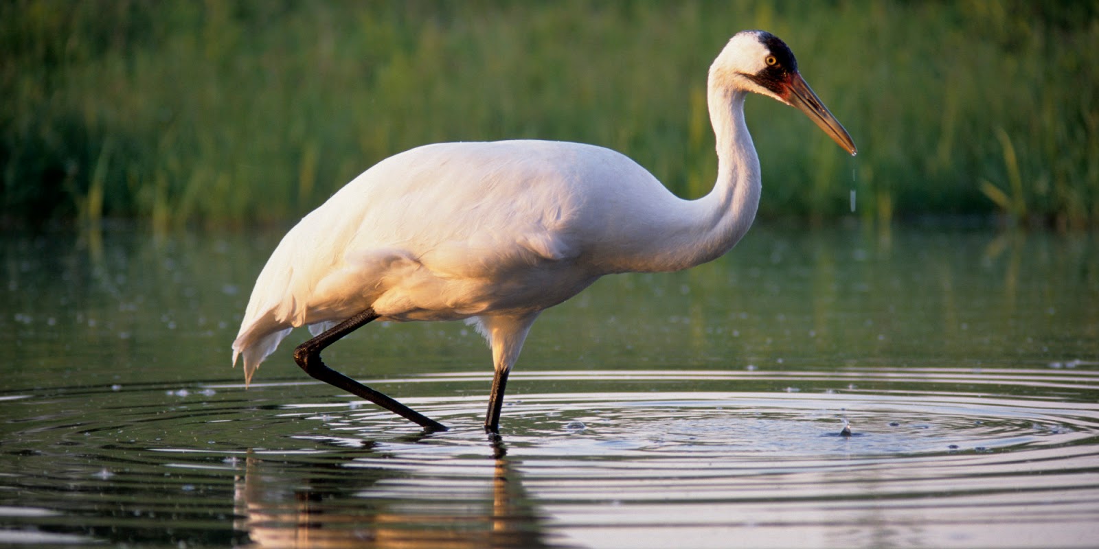 Micro Post: Whooping Crane |MyRokan