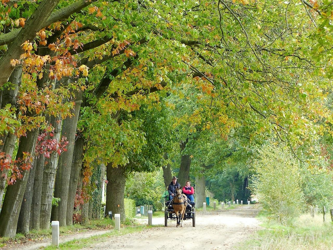 Mooiste Routes: Wandelen bij Winterswijk Woold (Gelderland)