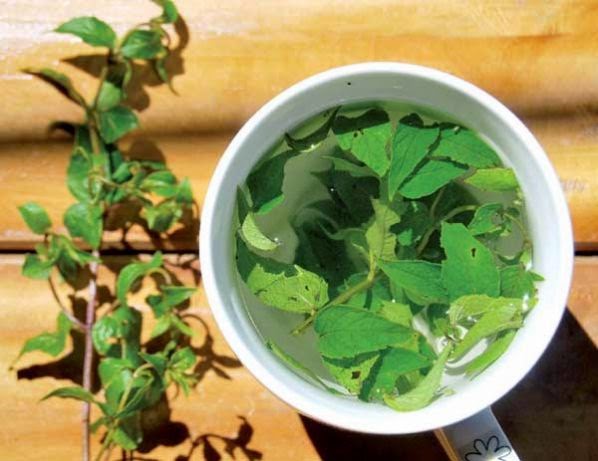 La muña y sus relevantes efectos | Medicina Tradicional