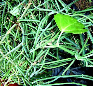 Rare Ayurvedic Plants
